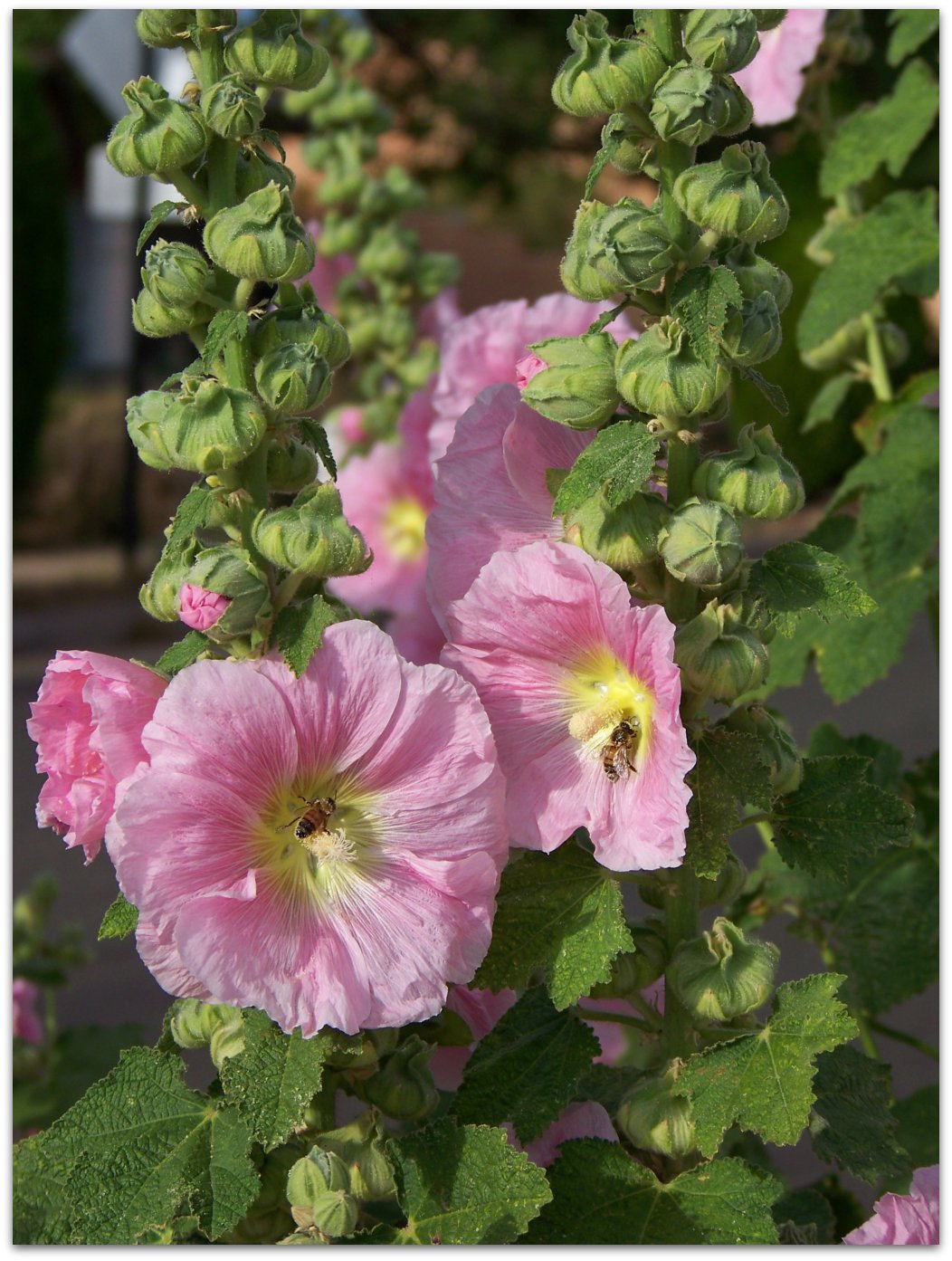 Girl Sprout NM: Hollyhock Envy