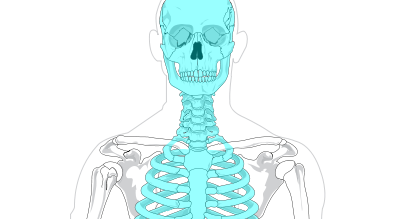 Anatomie de l'appareil locomoteur (ostéologie) | Récap' IDE