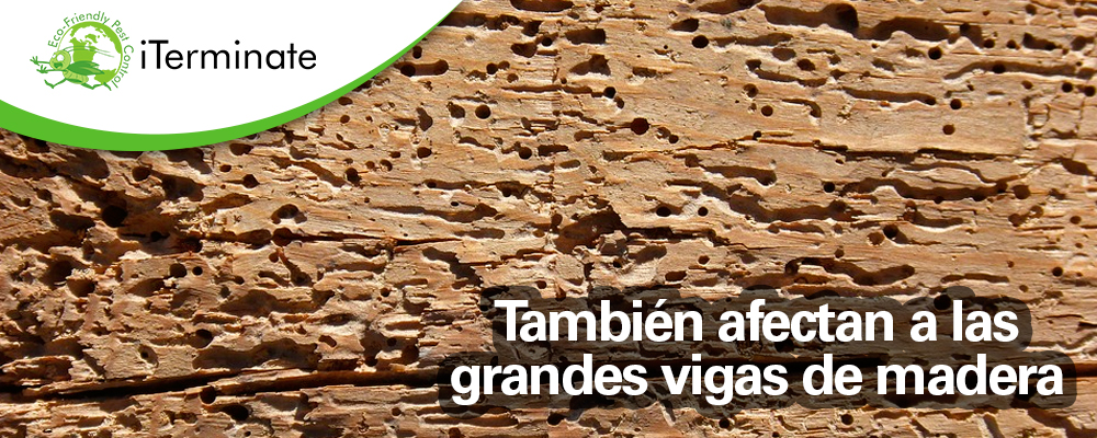 iTerminate: Plagas en la madera: hongos e insectos