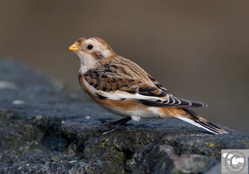 Just Wild Images by Will Bowell: Snow birds in Cornwall