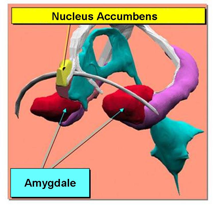 Natalia Levis-Fox and Fast Solutions: Wanting, Liking. Overwhelming ...