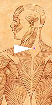 acuxo | Acupuncture Point Locations, Descriptions, and Actions: GV 14 ...