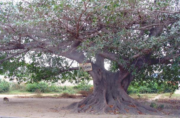Sparks Mexico: The majic Higuera tree and Dia de los Albañiles