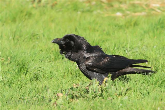 Visionatura: Y el Cuervo nunca emprendió el vuelo.