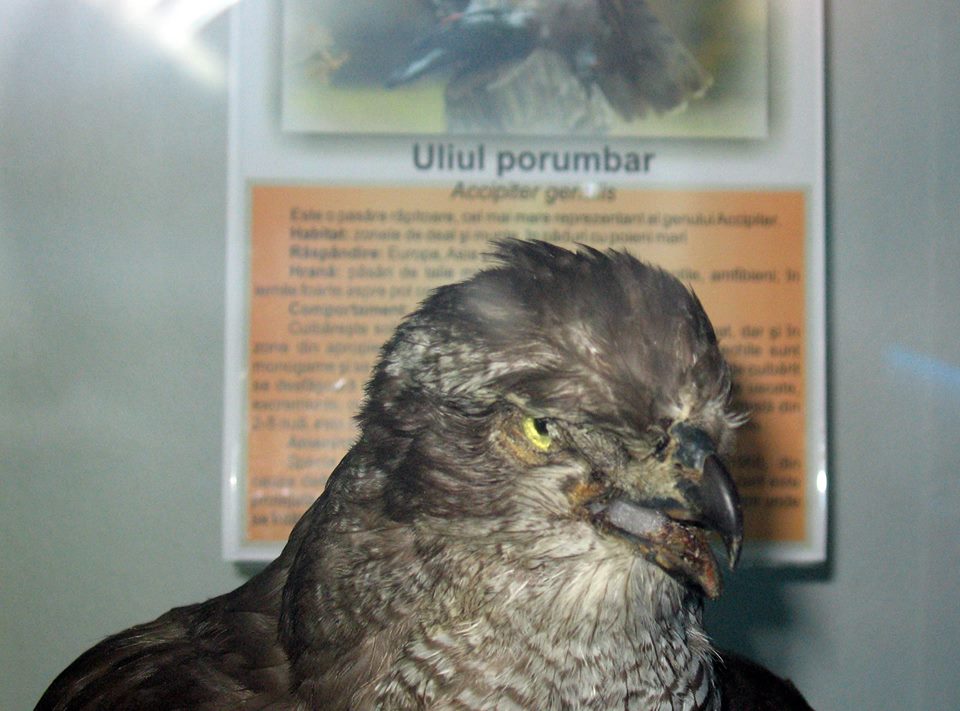 Ştiinţă pentru toţi: ULIUL PORUMBAR (Accipiter gentilis)