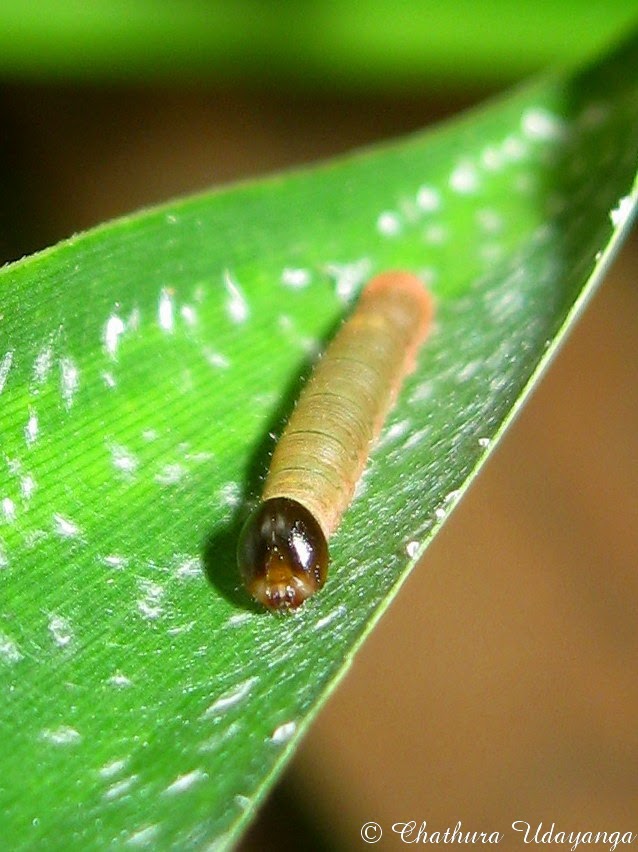 Nature Of Srilanka: Common Red Eye (Matapa aria) - රතැසියා