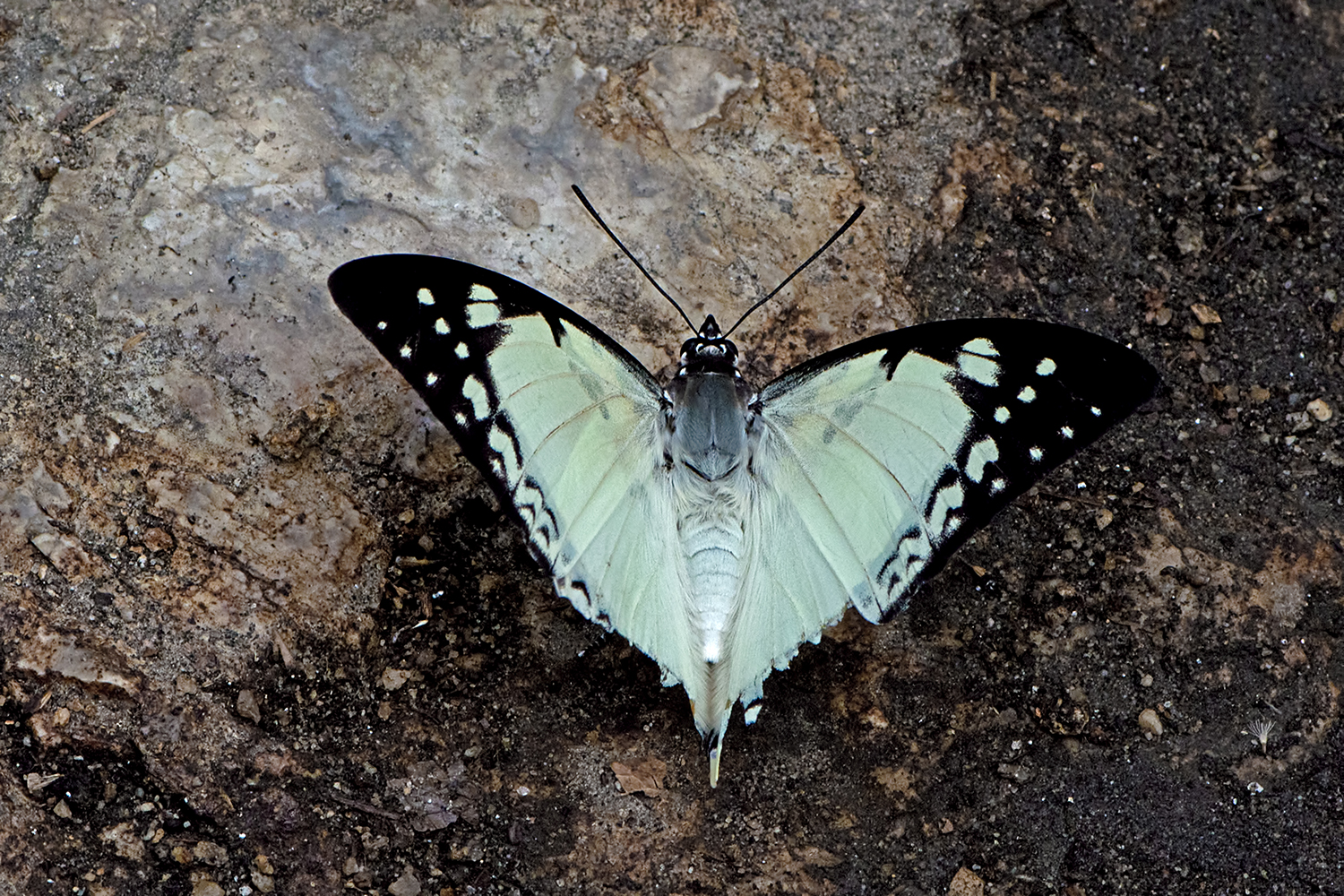 Polyura nepenthes - the Shan Nawab | BugsAlive