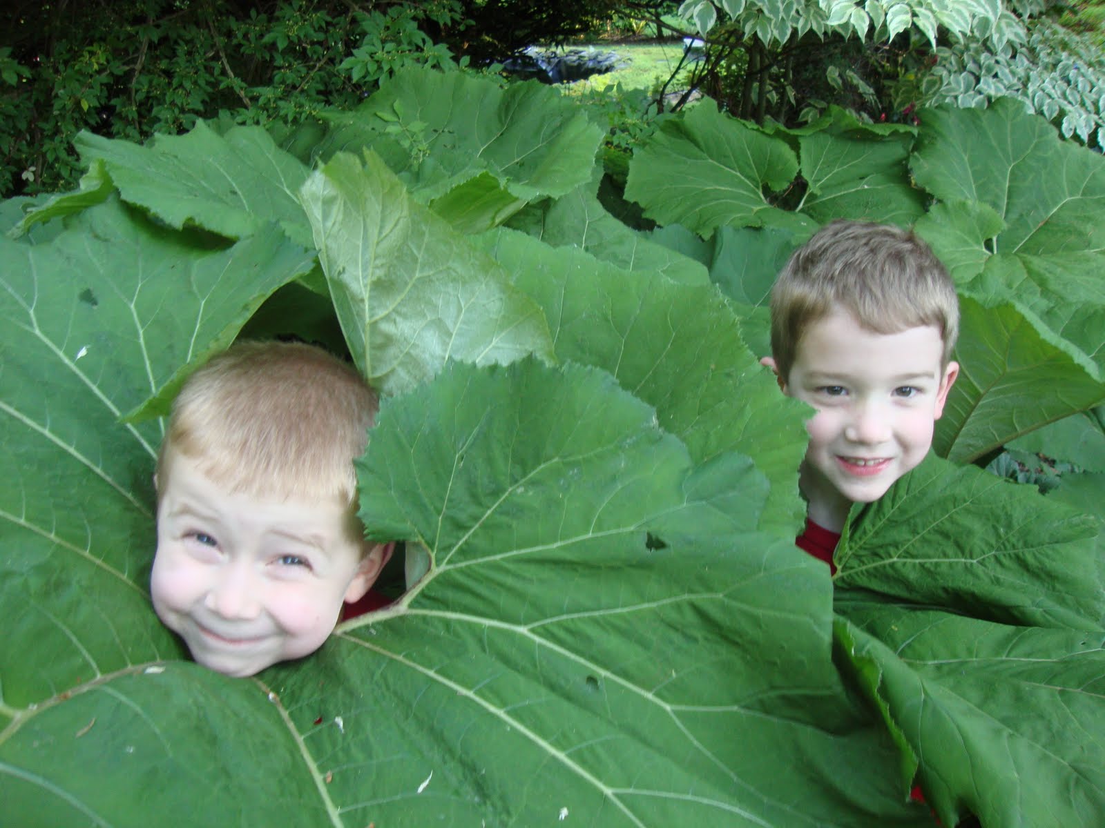 BRENDENS Garden Center: "Man - Eating" Plant Sighting...