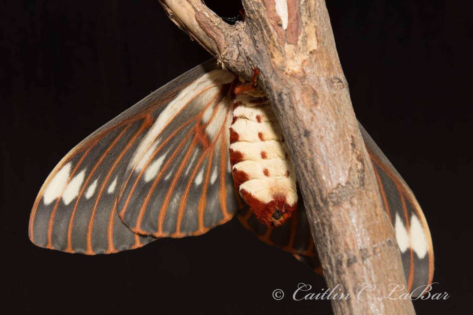 Northwest Butterflies: Citheronia splendens...Splendid Royal Moth