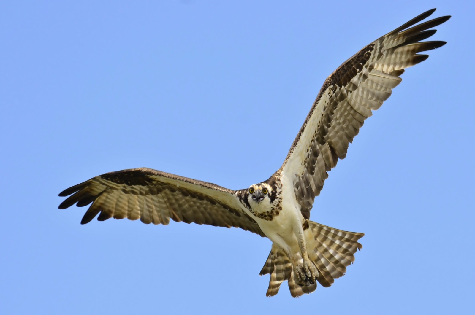 Wildlife Photography by Gareth Rasberry: Osprey Nest at Lake Wylie ...