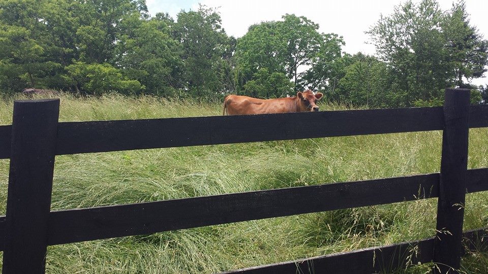 A Couple of Farmers At Maple Lawn Farm: Farm Photos!