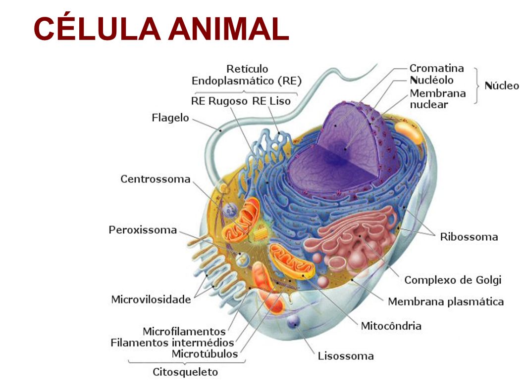 Que Es Celula Animal Y Sus Partes Compartir Celular Images Que Es Celula Animal Y Sus Partes Compartir Celular Images