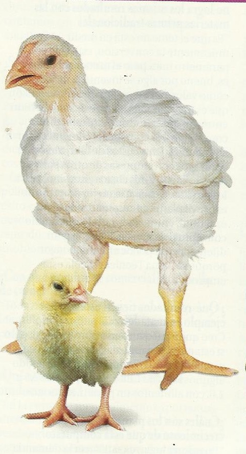 Como Lograr un Pollito bb de buena calidad.