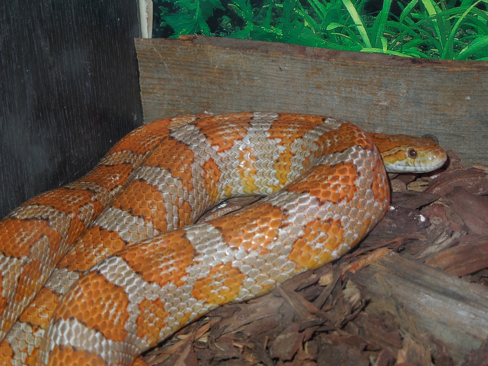 Reptiles Amphibians & Fish: BETTER PICTURES RAT ALBINO KING SNAKES