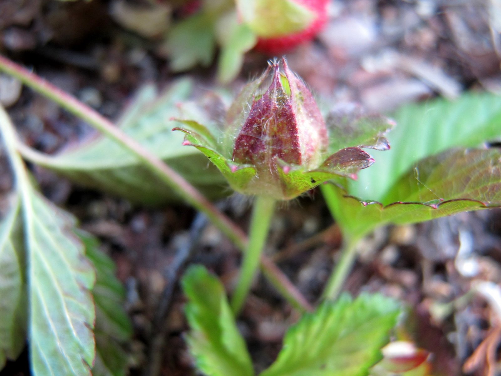 FLORA NEL SALENTO e.. anche altrove: Potentilla indica (Andrews) Th ...