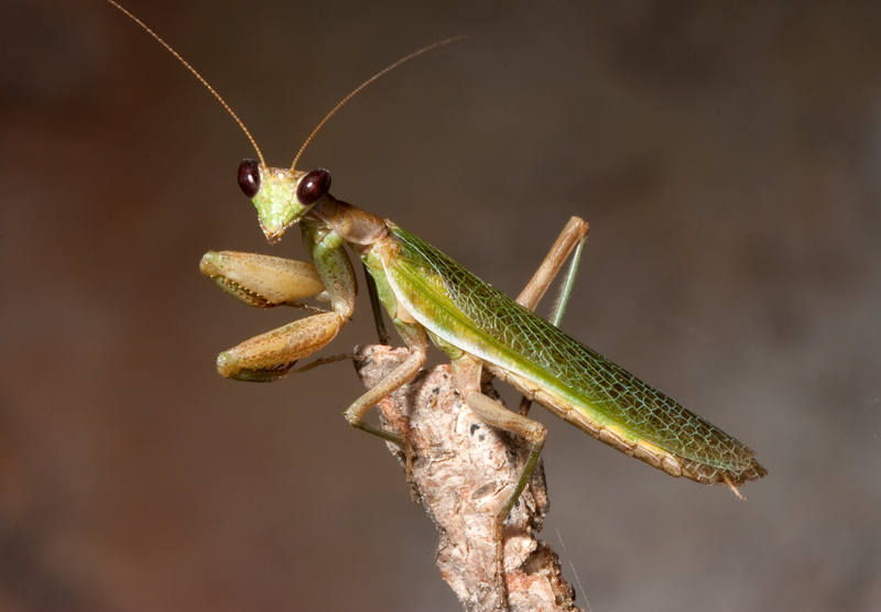 Hacia un lugar salvaje: Mantidos