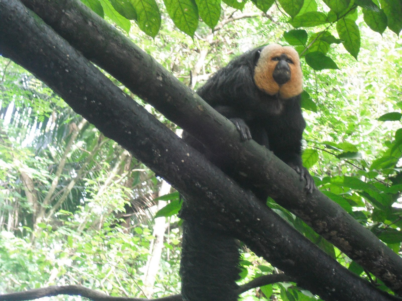 Pennypacker: Giraffe slobber, monkey dung