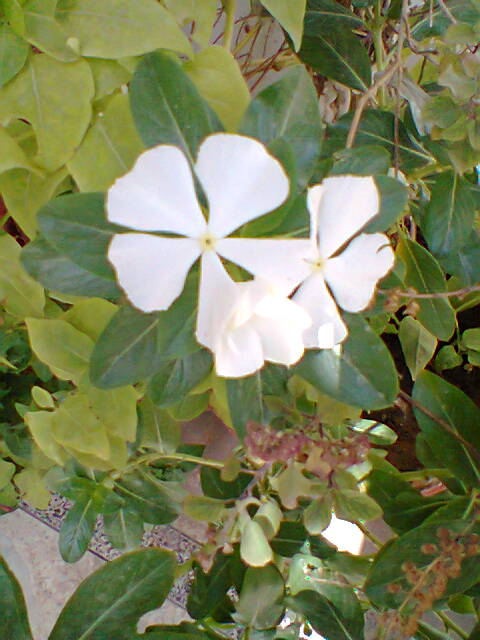 Spreebird wildlife: SADABAHAR FLOWER