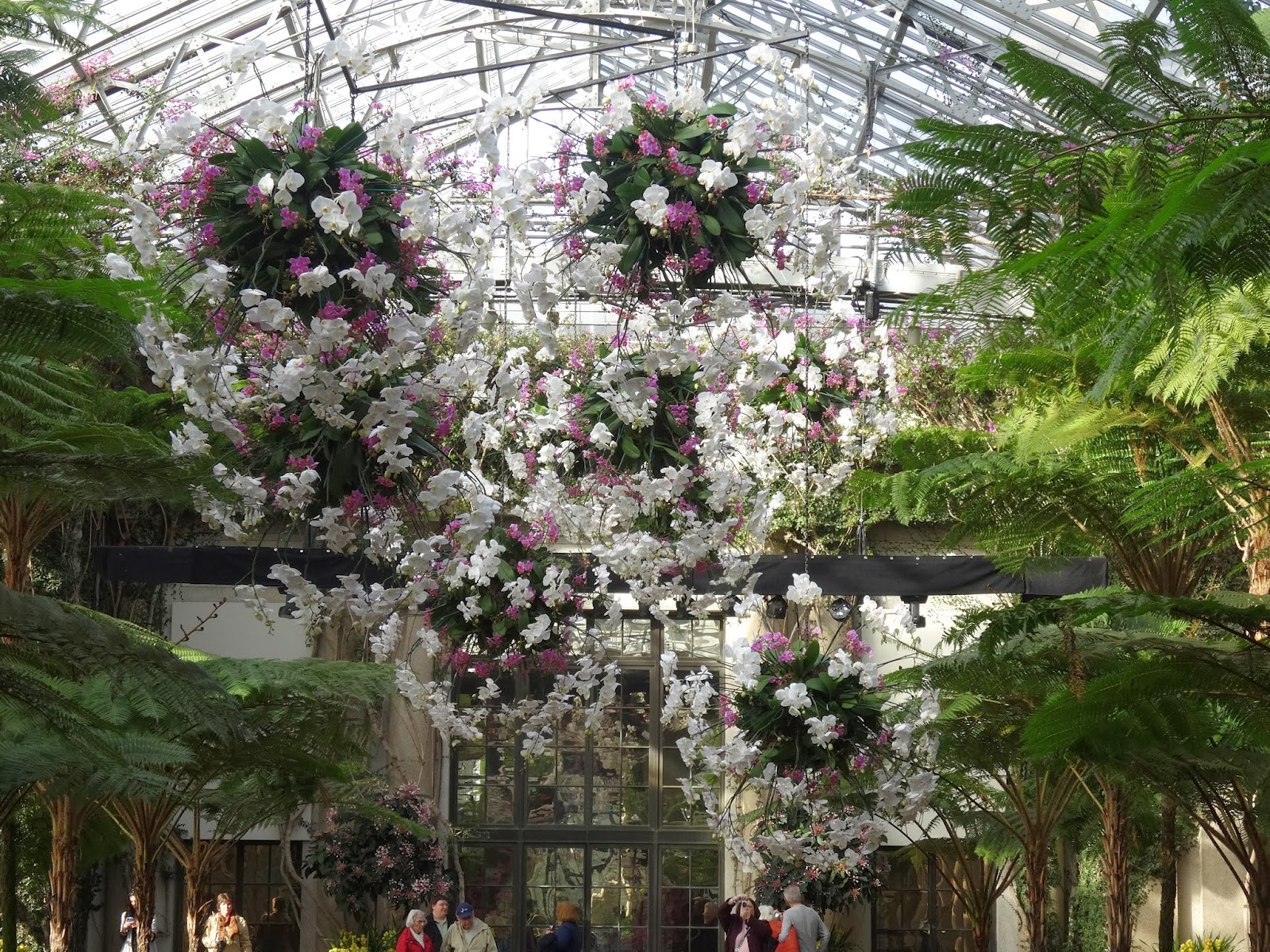 Love, Joy and Peas: Orchid Extravaganza at Longwood Gardens