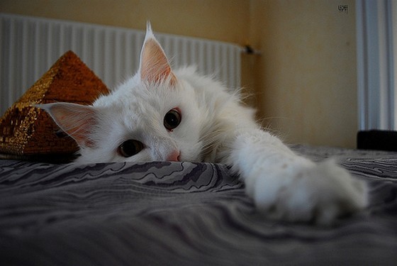 Sad, cute, white, cat, alone | nineimages