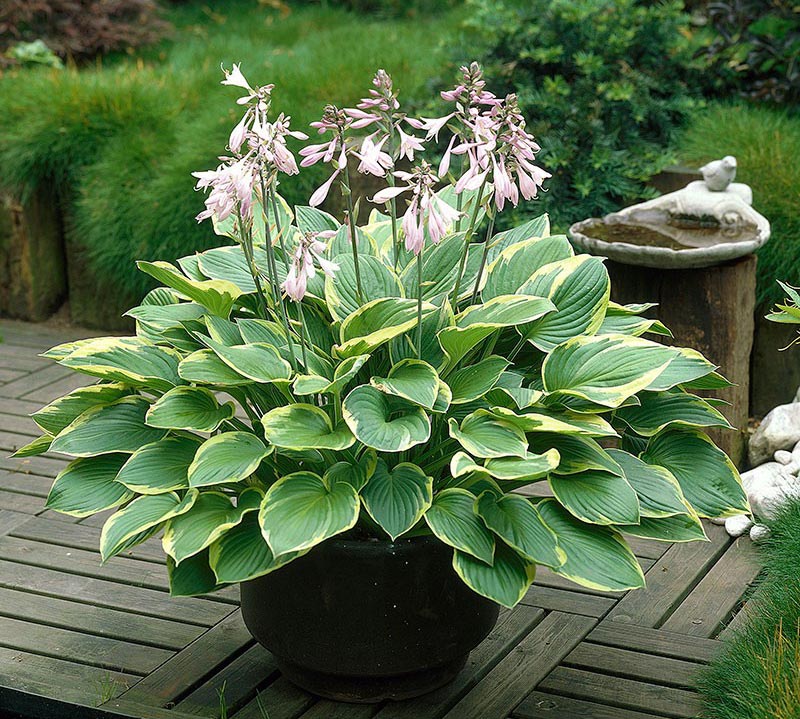 Sesonger: Slik planter du Hosta i krukker