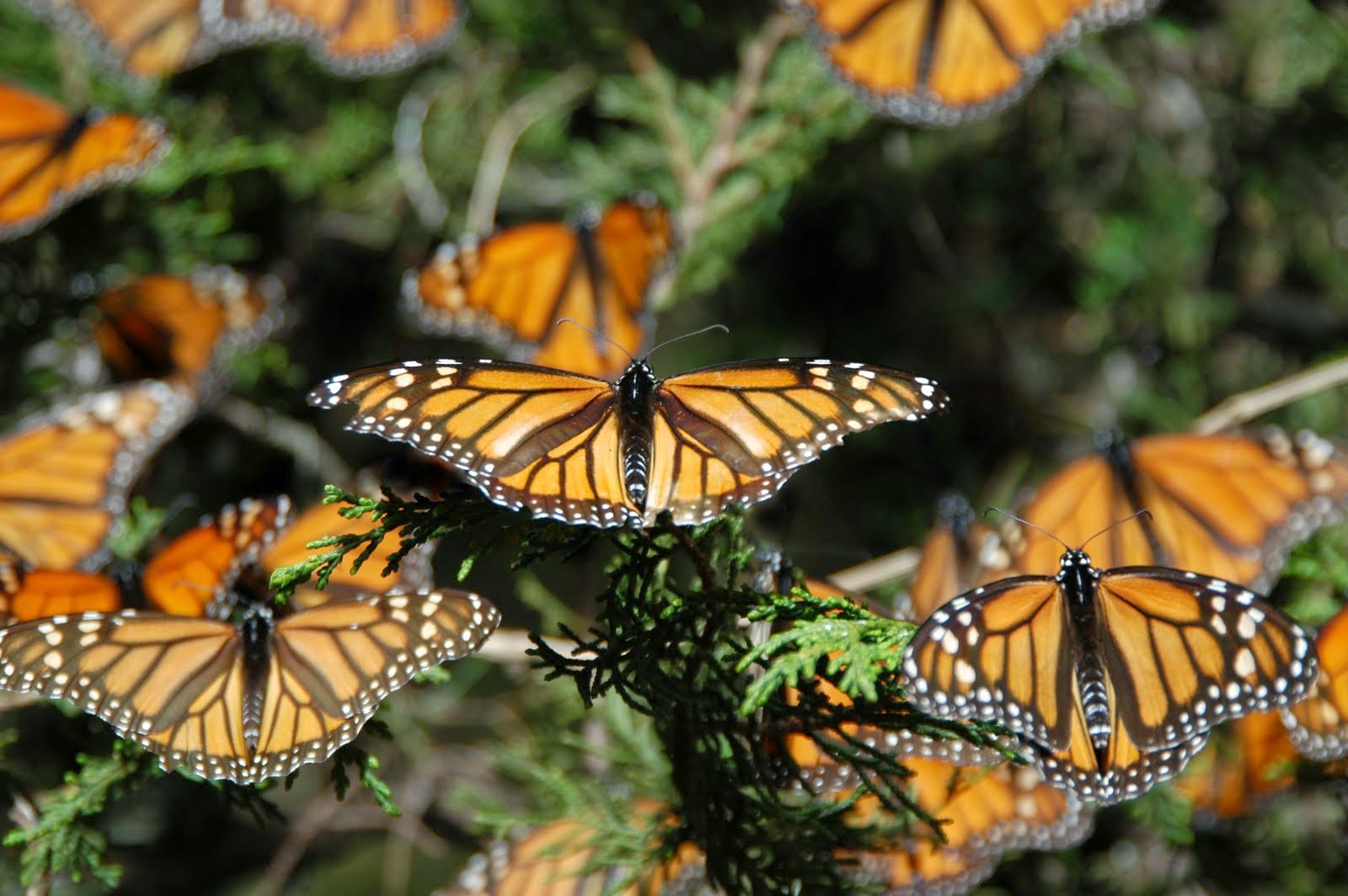 Mexico Santuario de la Mariposa Monarca: Mariposa Monarca en Mexico