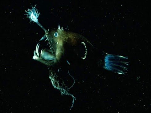 Penyelidik temui iblis laut