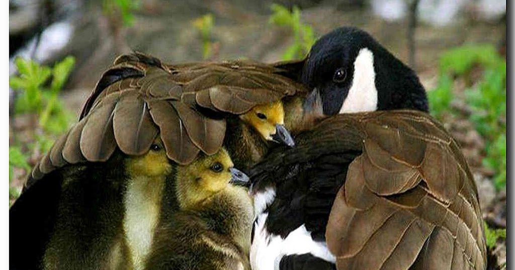 mamabishop: Hen Gathers Her Brood