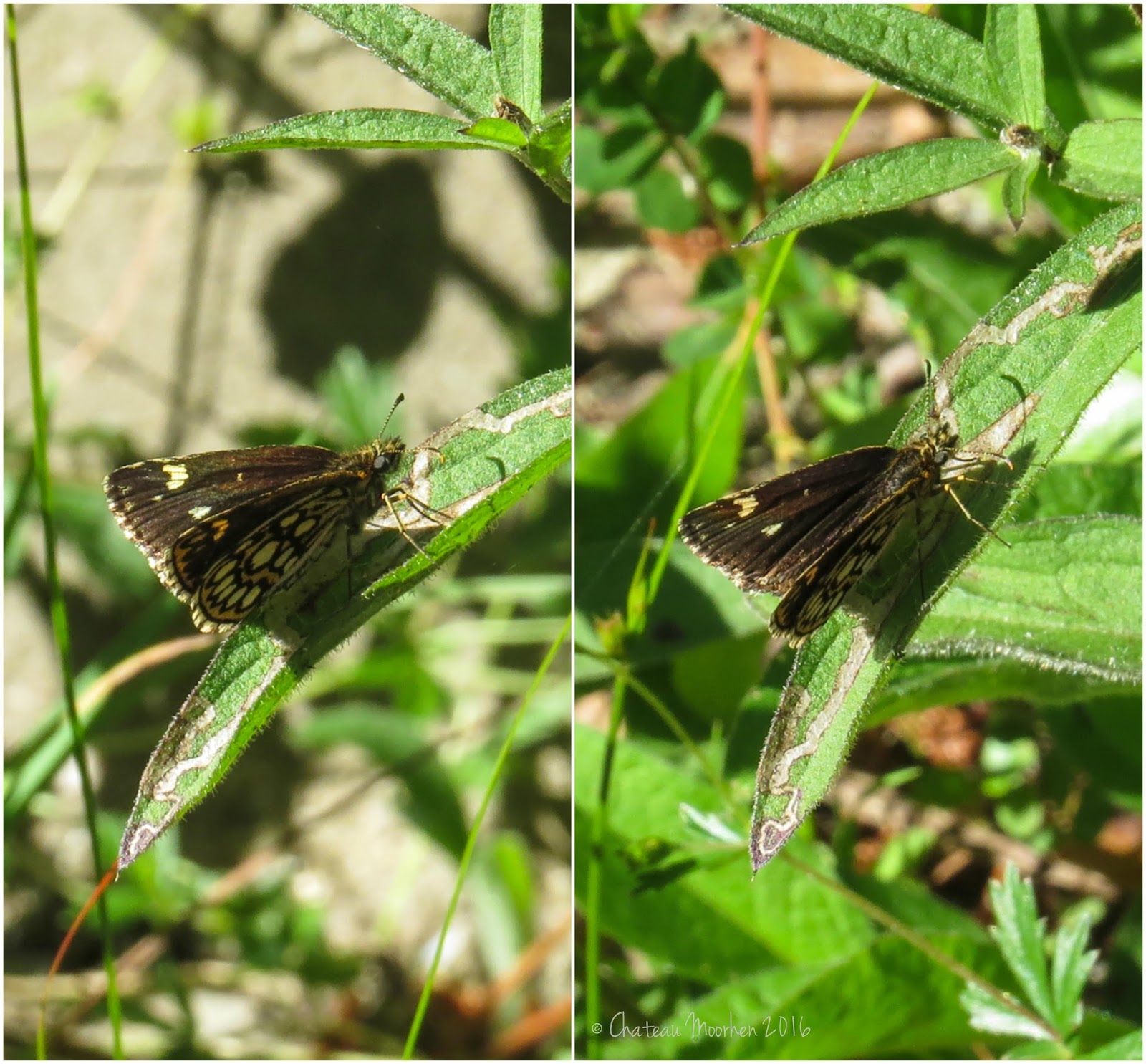 Chateau Moorhen..... goes south!: Large Chequered Skipper and other ...