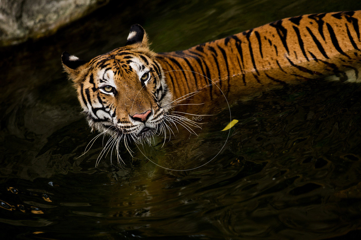 A Photographer's View: Orange Bengal Tiger at Singapore Zoo