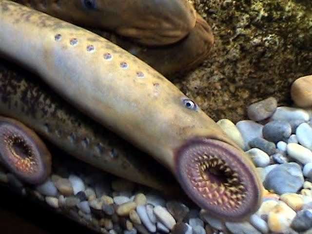 PDCiencia Val do Tea: Tipos de lampreas