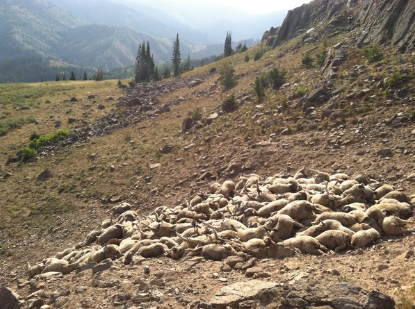 STOP WOLF HUNTS: IDAHO WOLVES ~ ACTIONS ~ NEWS