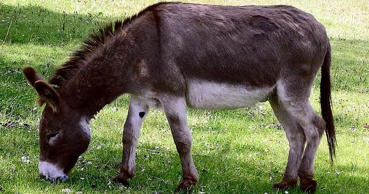 Zarzuelerías: Homenaje al burro Toribio.