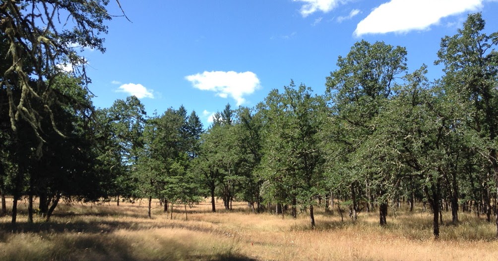 Rusty Ring: WW: Oak prairie