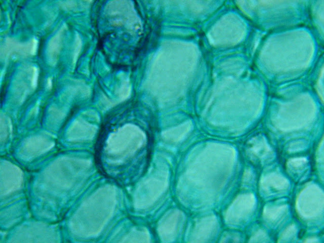 Debonair David: Microscopy, part 1