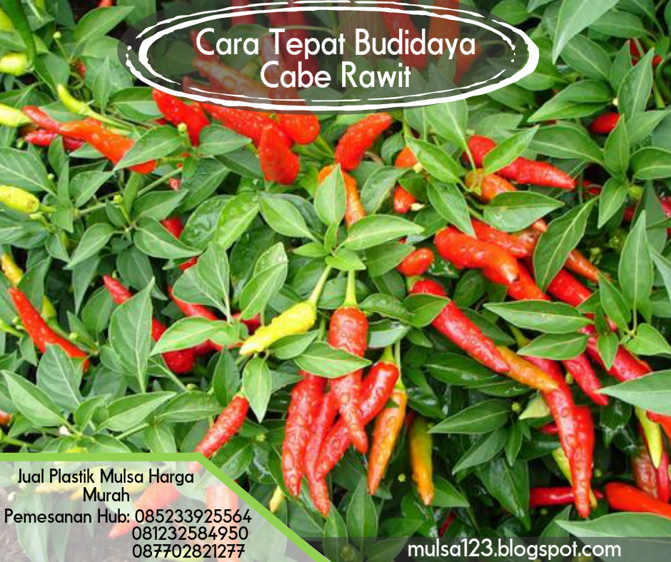 Cara Tepat Budidaya Cabai Rawit