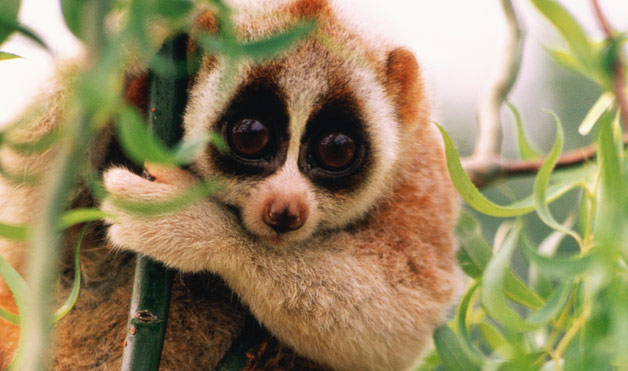 Conservation Ecology: Downfall of the Slow Loris?