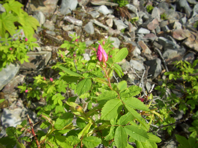 Camping on the Border - Roads to Everywhere