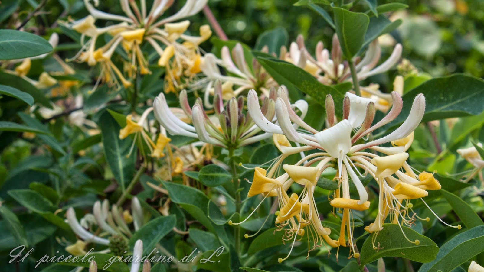 Il piccolo giardino di L.: La mia siepe mista profumata: il caprifoglio ...