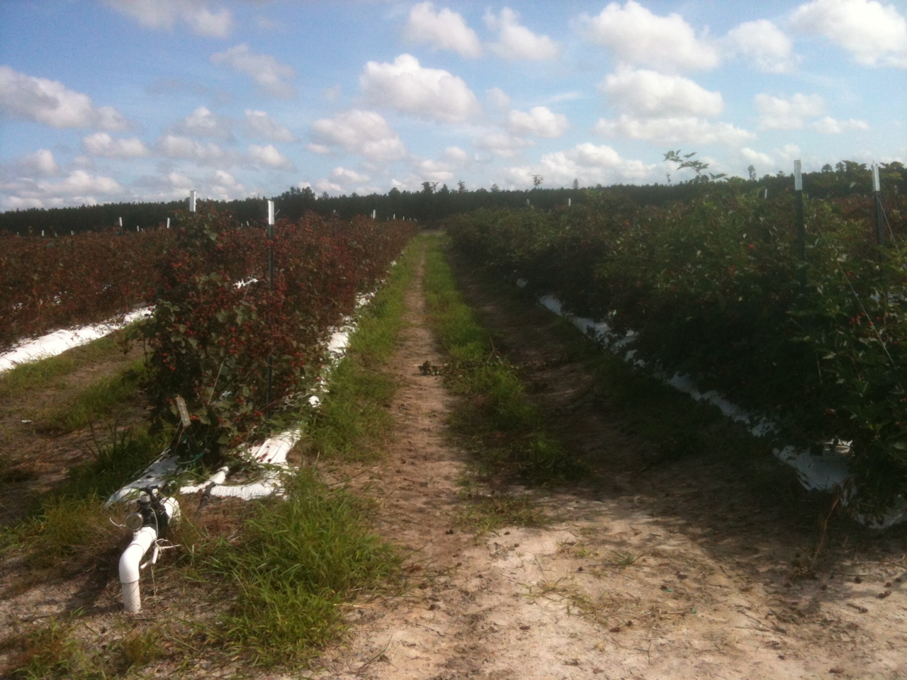 Team Rubus: Natchez overcropping?