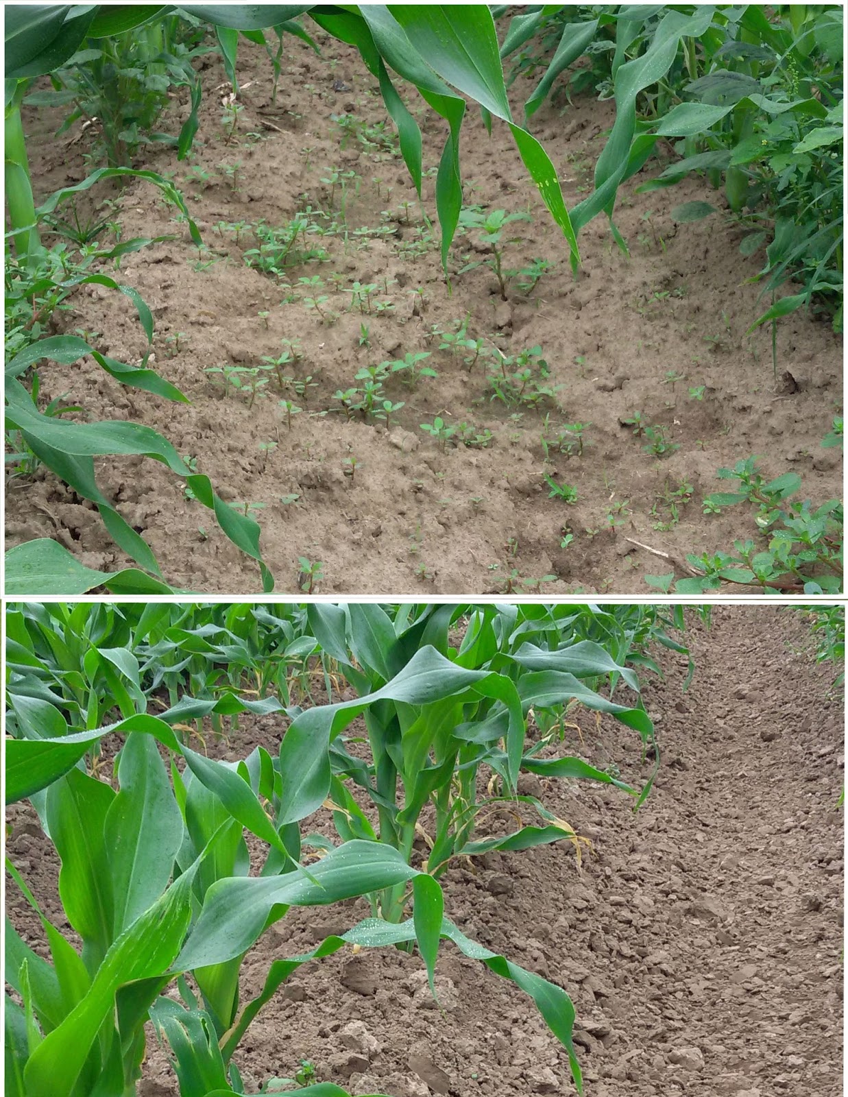 Harmony Valley Farm: Where's the Corn??!?!