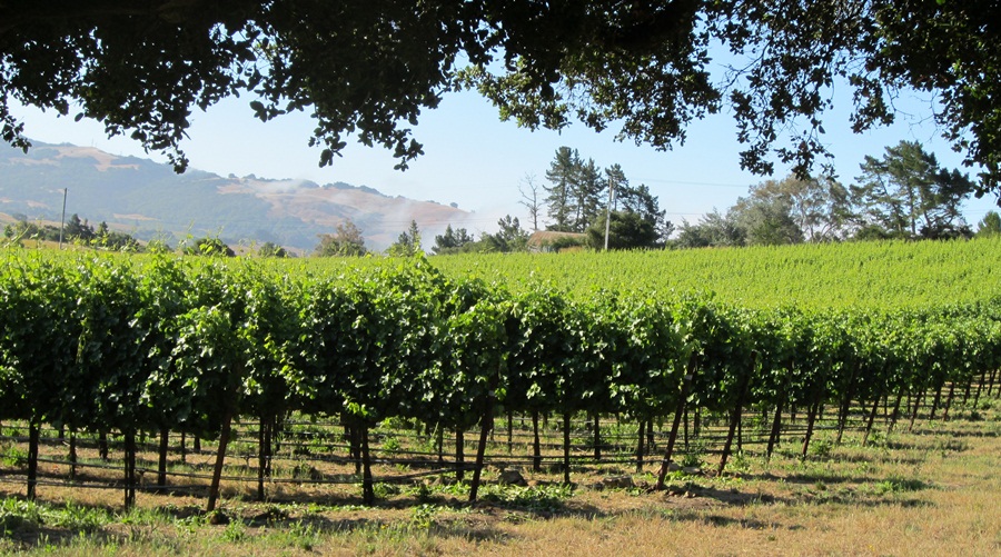 Bob on Sonoma: The Bennett Valley Appellation