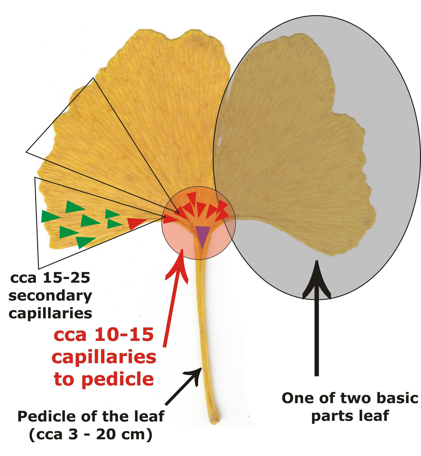 Encyclopedia of Ginkgo Nature's Miracle Ginkgo biloba , Book 1. By B. M ...