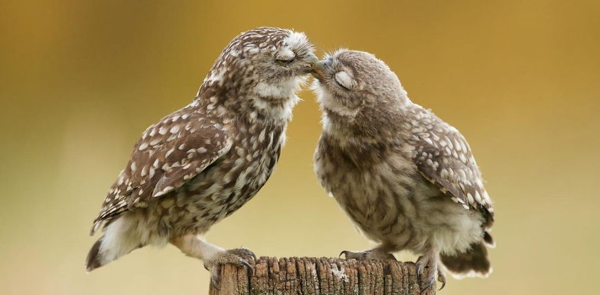 White Wolf : 15 Animal Couples That Prove True Love Exists In The ...