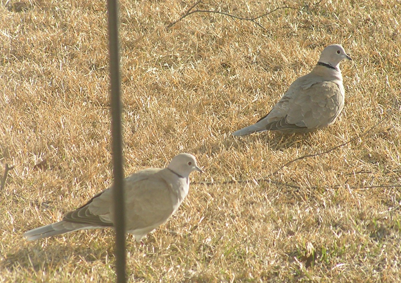 Prairie Birds: Collared doves move to Naicam