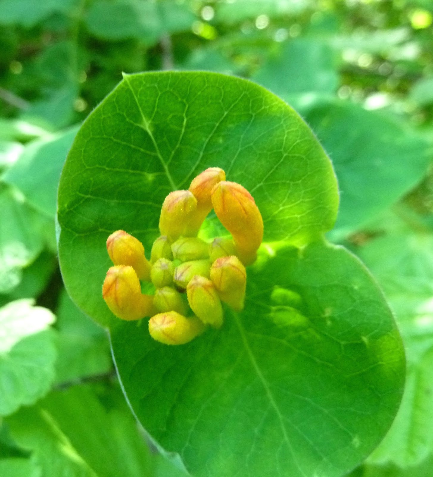 Dances With Horses: My pokey little pony