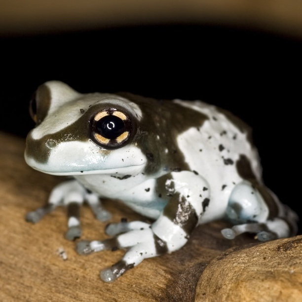 Ander 7 : Trachycephalus resinifictrix - Sapo-de-leite da Amazônia
