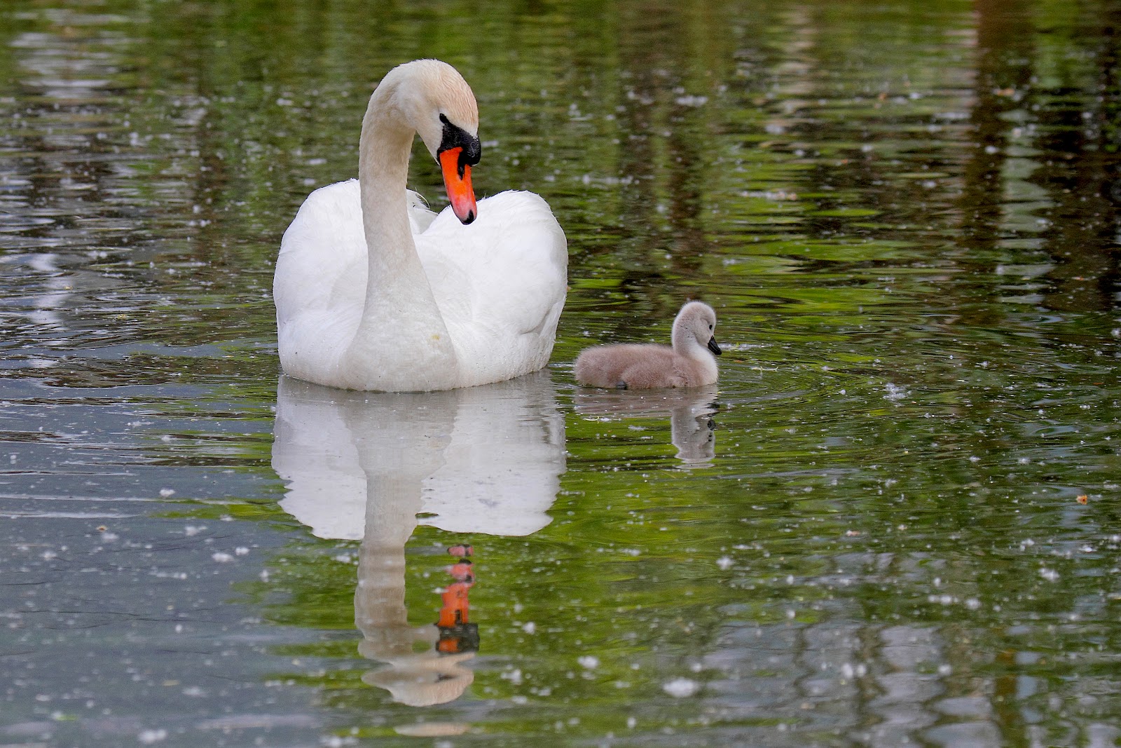 CRÒNIQUES NATURALISTES: FOTOS D'OCELLS AQUÀTICS