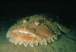 Real Monstrosities: Monkfish