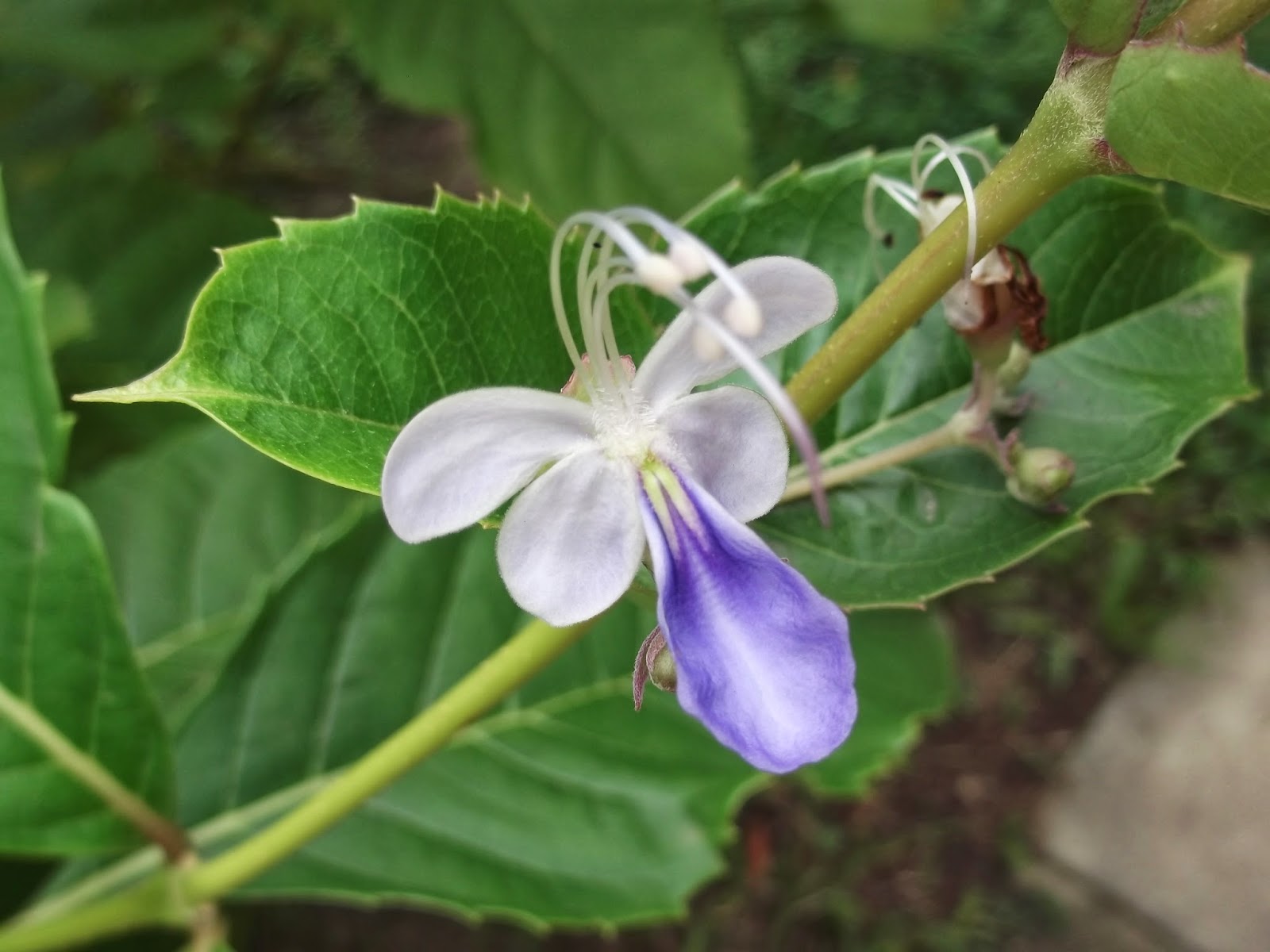Siritekku -කෙන්හදෙ - Herbal Plants of Asia